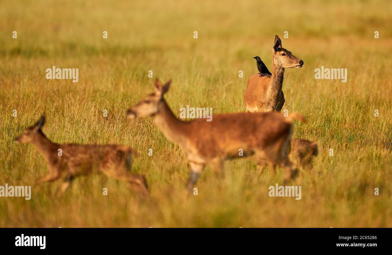 Fallow deer in early morning light in Richmond park, south west London ...