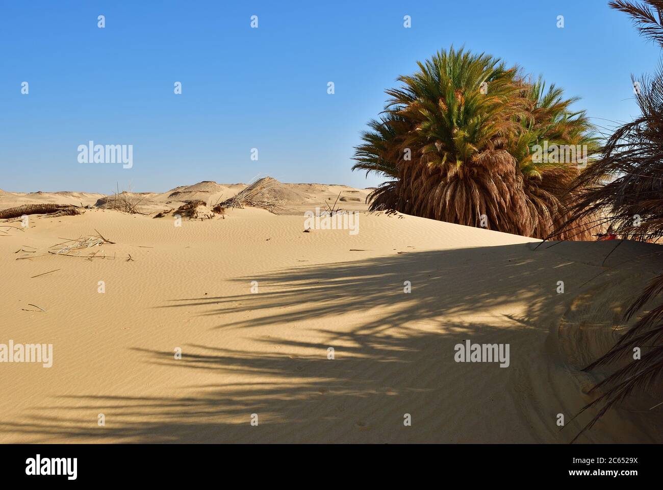 Sahara desert and palm trees. Western desert, Ain el-Maqfi, Ain Abu ...