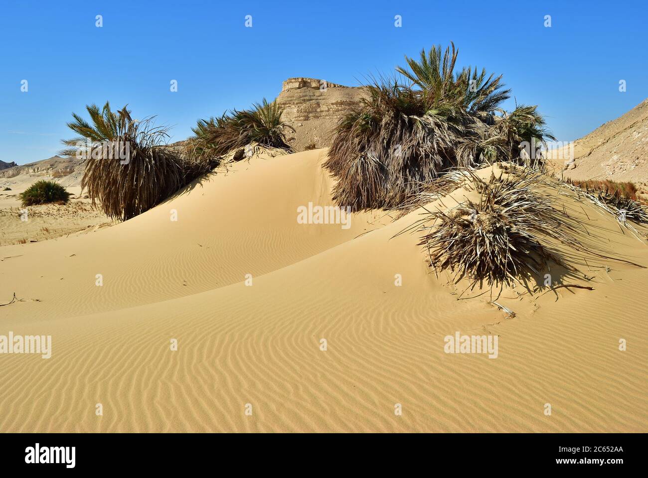 Hawas hi-res stock photography and images - Alamy