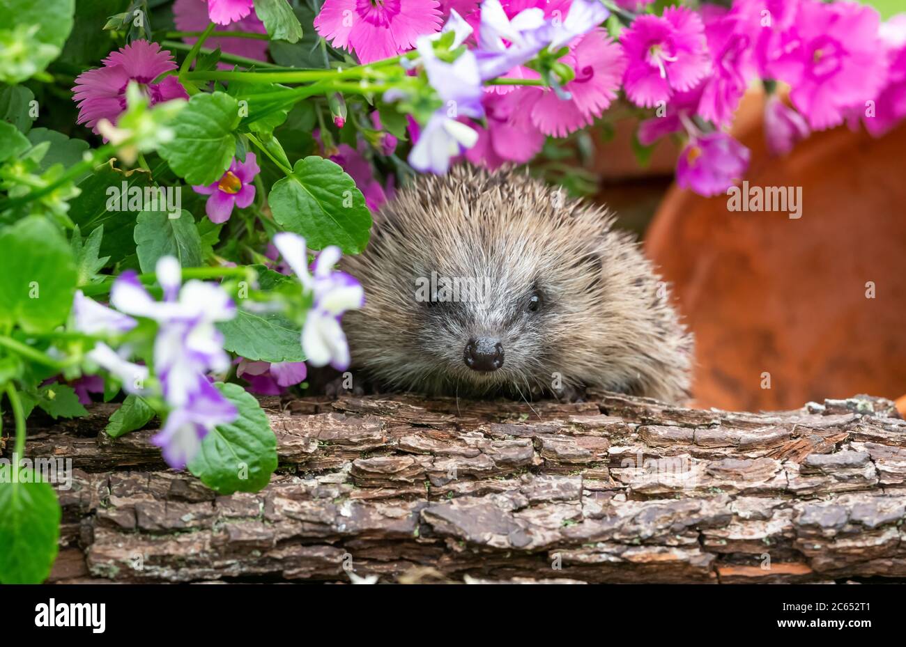 Wild, native hedgehog foraging in hedgehog friendly garden. Taken ...