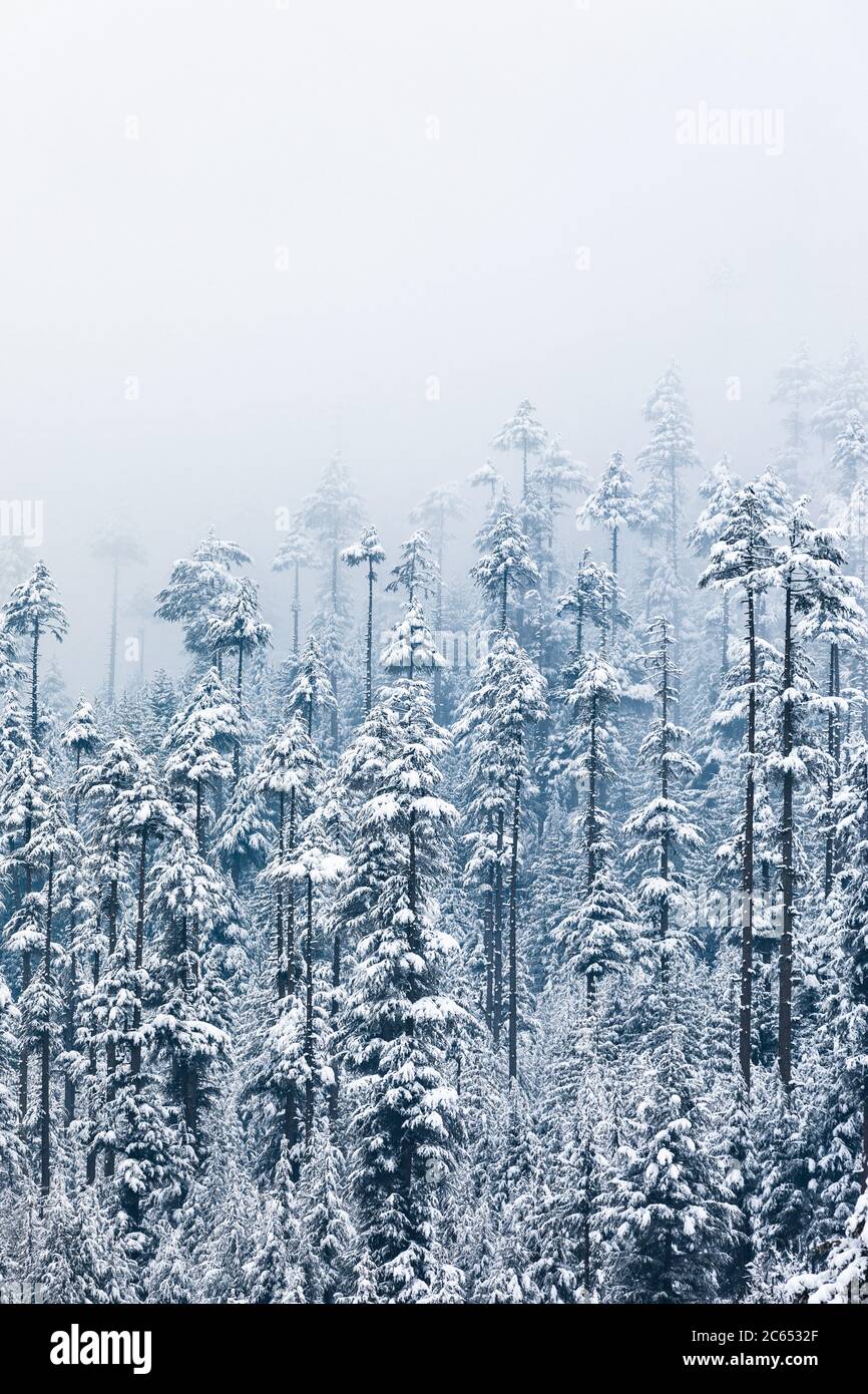 Snowfall in the winters of Manali in Himachal Pradesh, India Stock ...