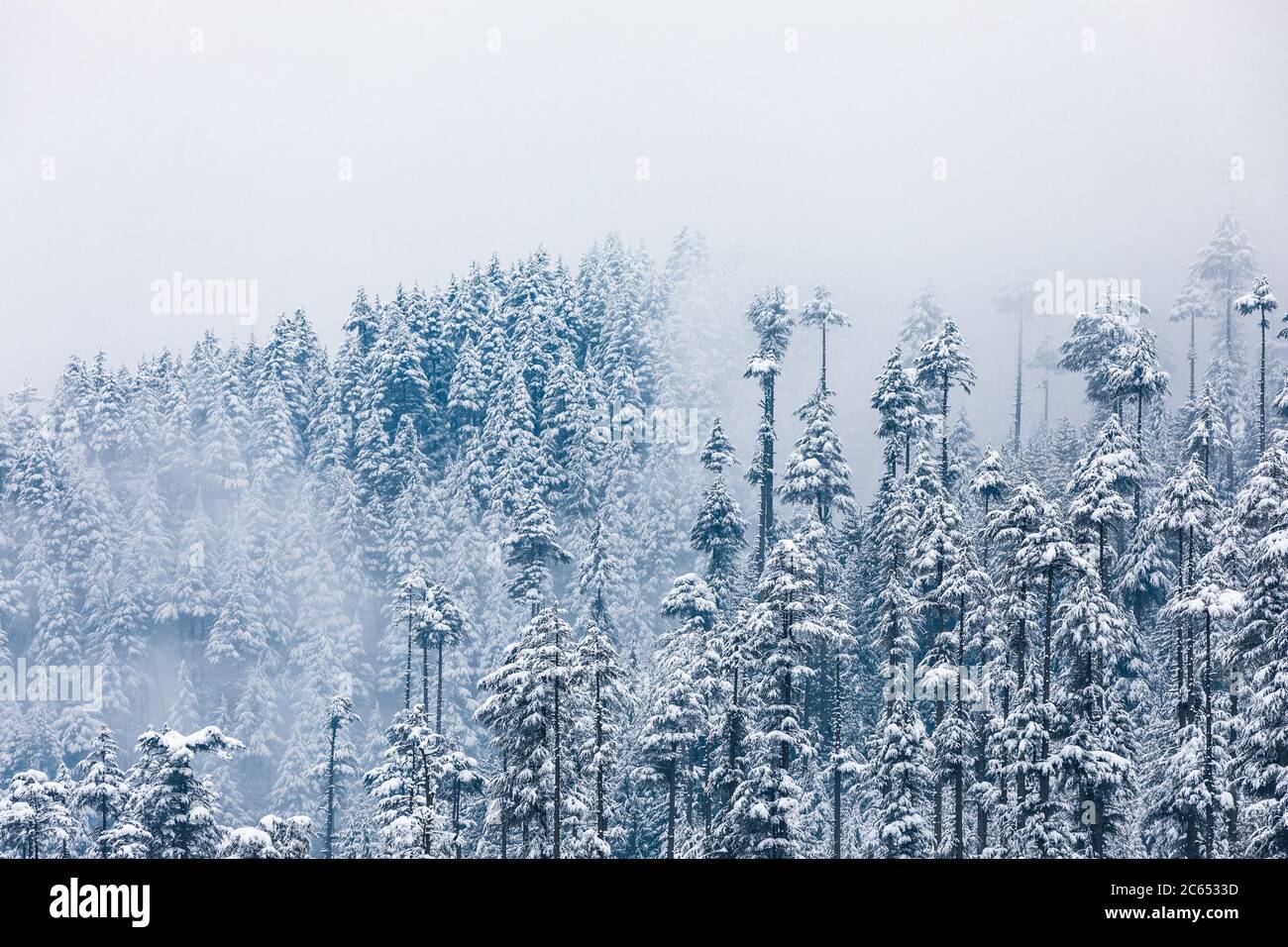 Snowfall in the winters of Manali in Himachal Pradesh, India Stock ...