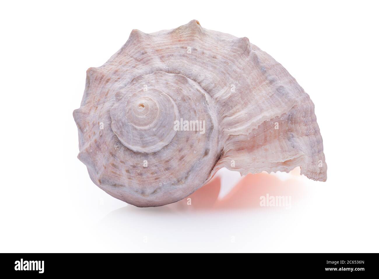 Spiral Seashell Black White High Resolution Stock Photography and ...