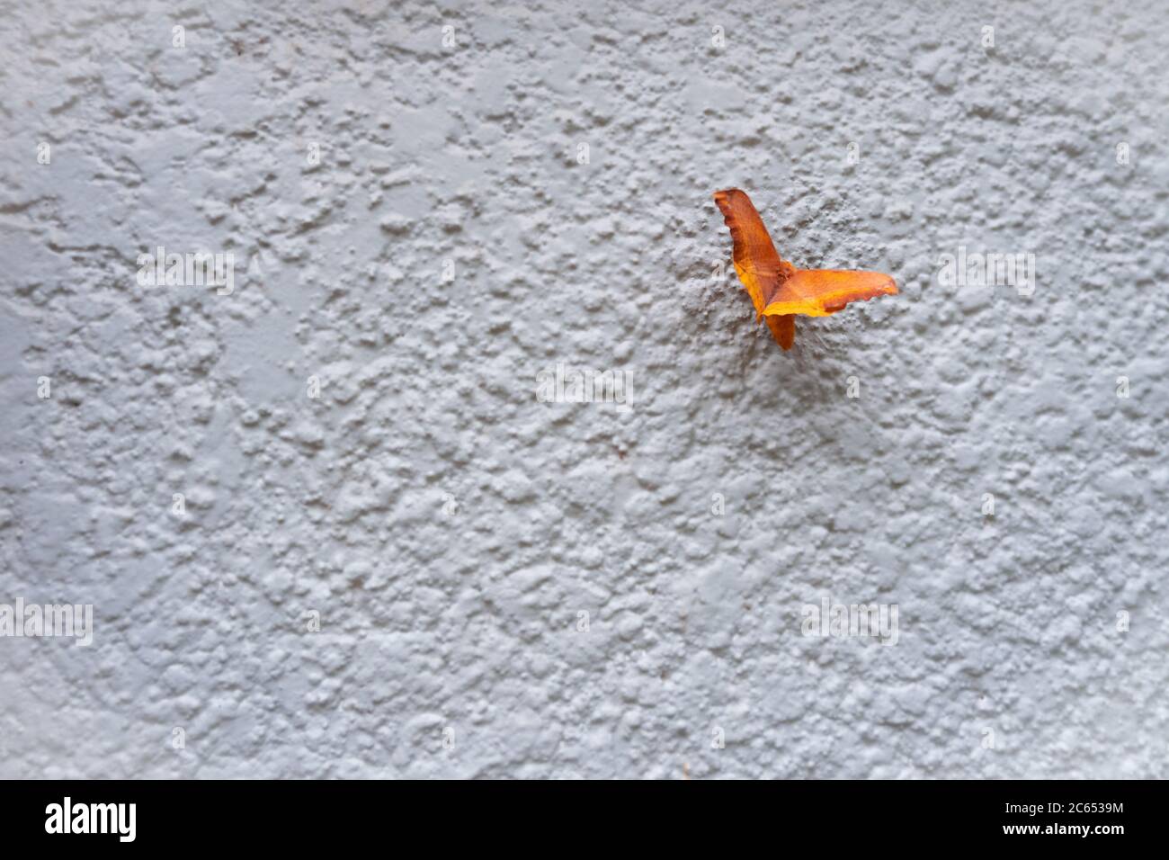 Orange yellow butterfly in a wall Stock Photo - Alamy