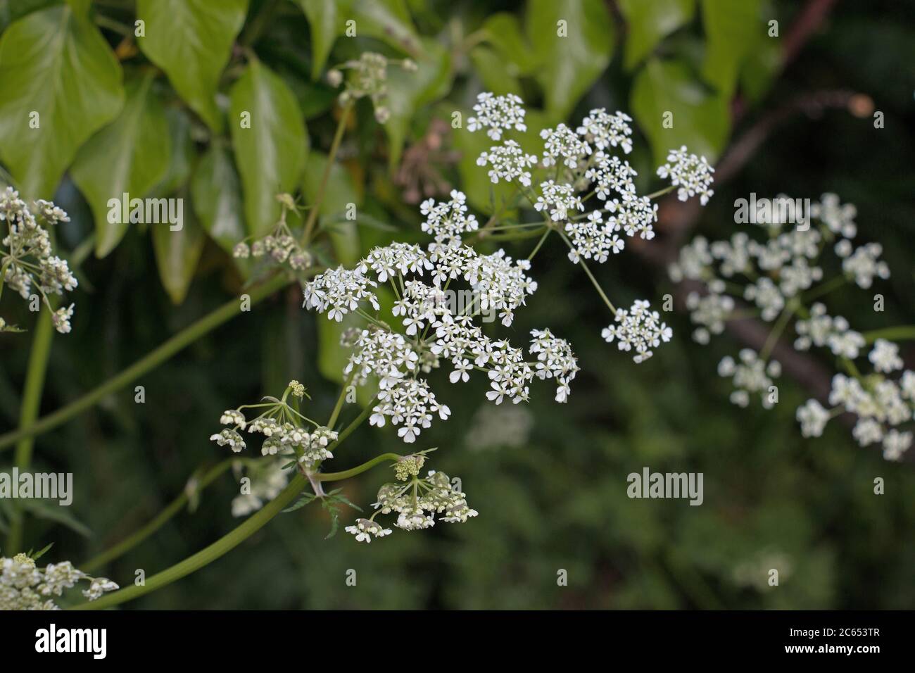 White Cow Parsley, Anthriscus sylvestris also called Wild Chervil, wild ...