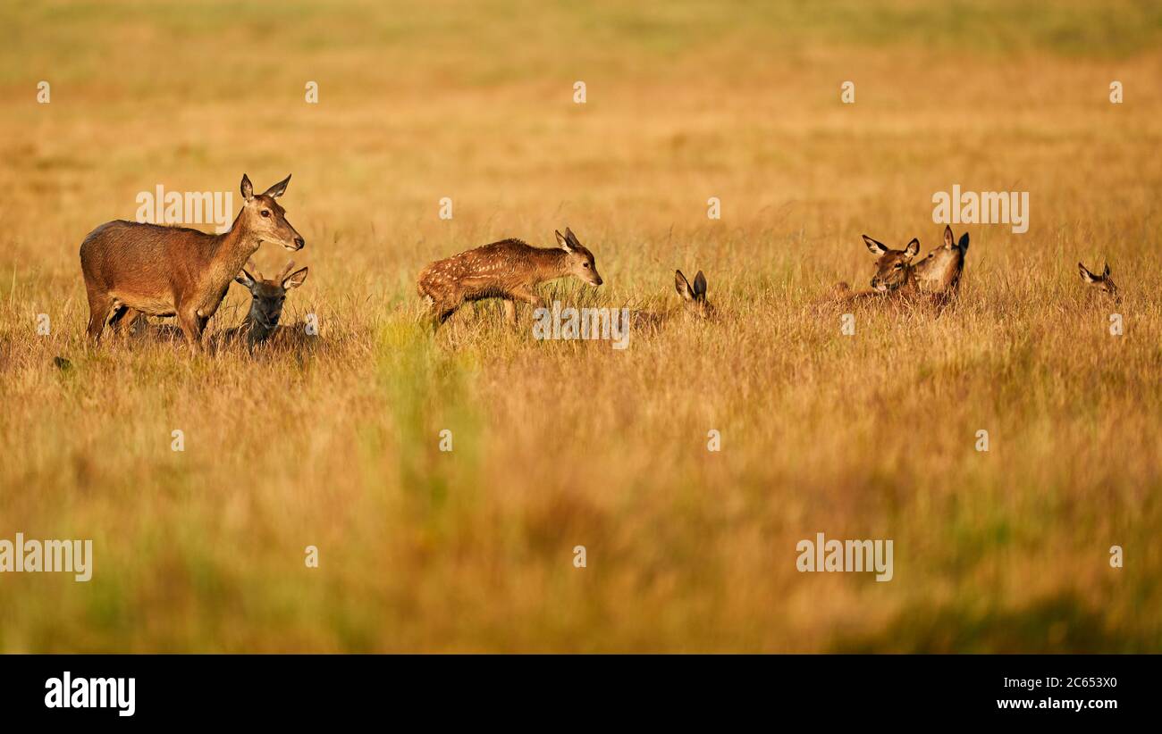Fallow deer in early morning light in Richmond park, south west London ...