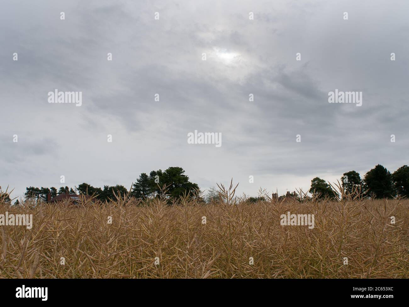mature ripe rapeseed field in the UK Stock Photo - Alamy