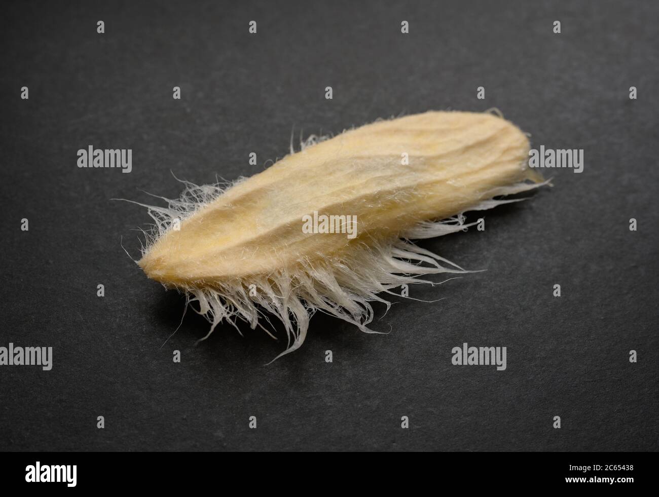 Mango seed hi-res stock photography and images - Alamy