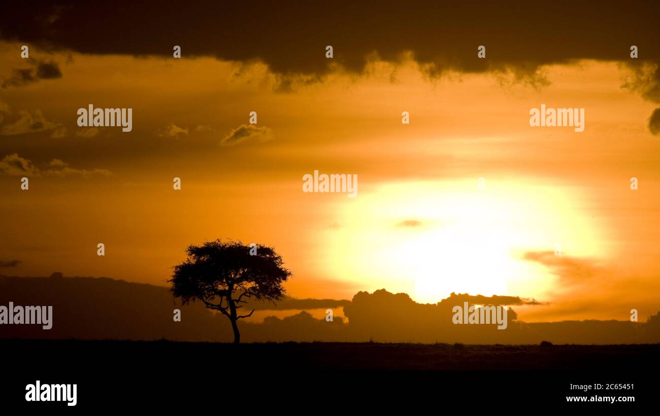 Sunset in the Maasai Mara National Park, Kenya, East Africa Stock Photo ...