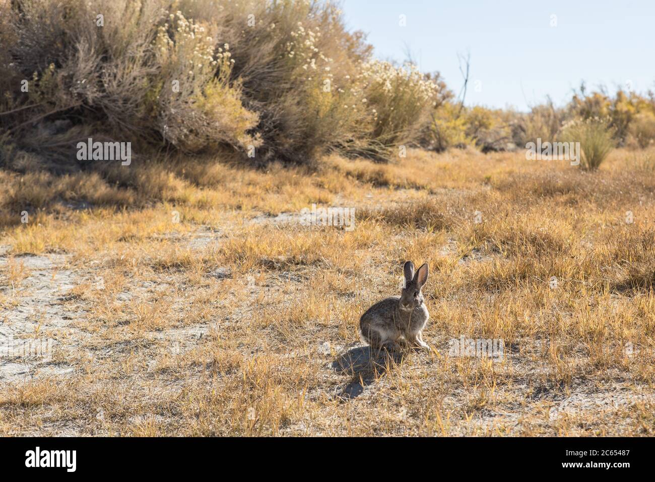Rabbit image in cartoon hi-res stock photography and images - Alamy