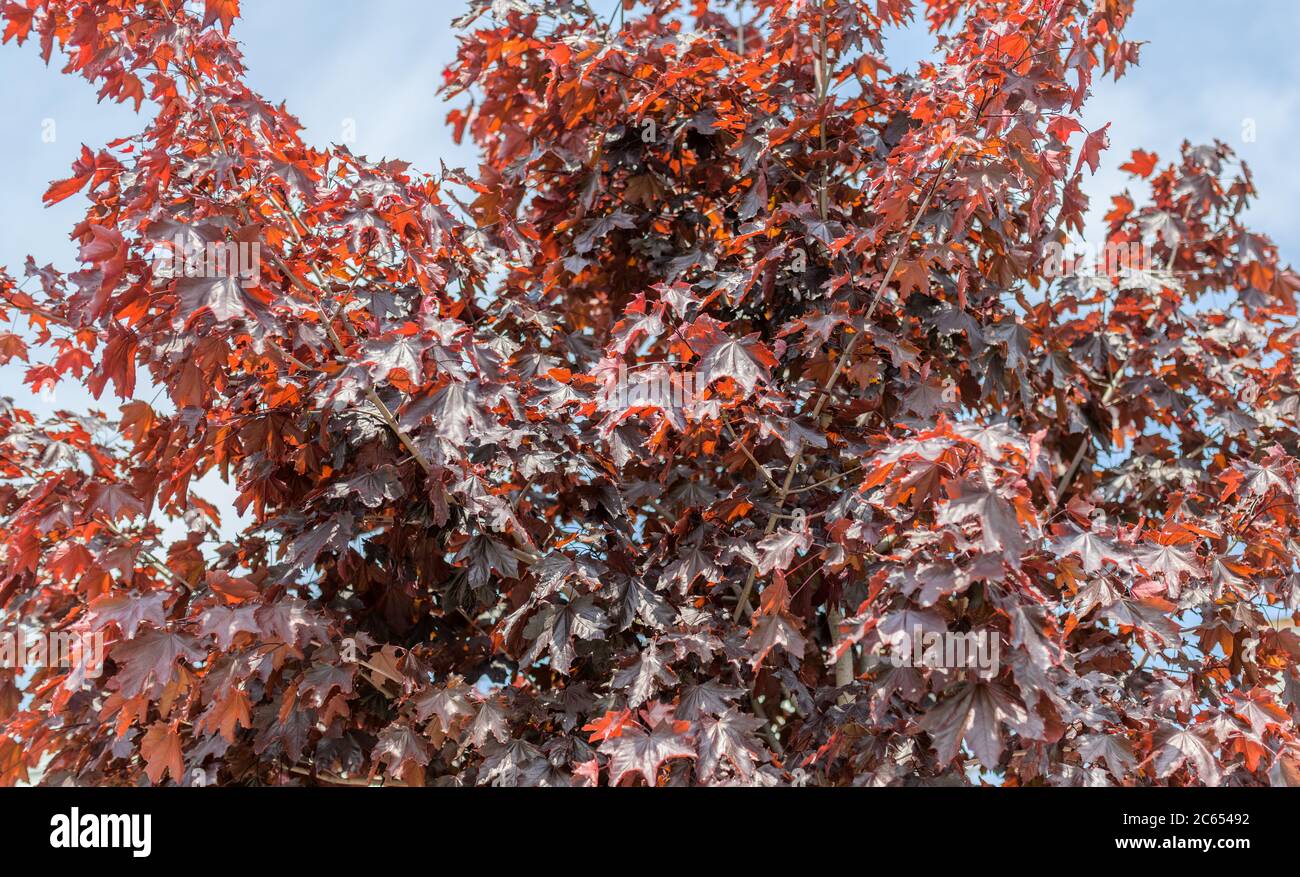 Crimson king maple hi-res stock photography and images - Alamy