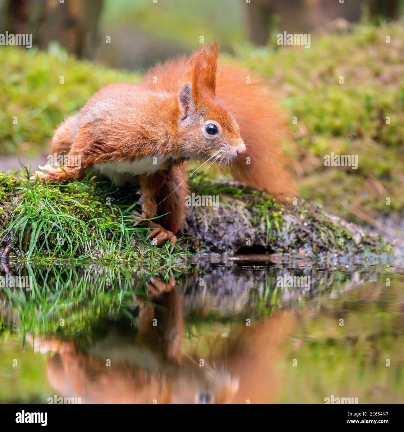 Eurasian Red Squirrel (Sciurus vulgaris) in Dutch forest Stock Photo ...