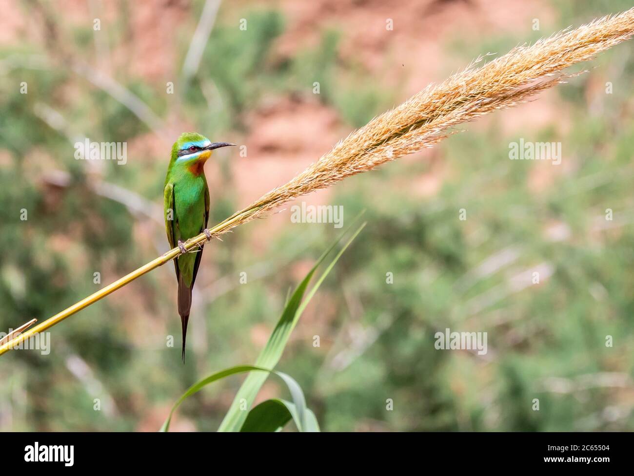 Blue-cheeked Bee-eater (Merops superciliosus). One bird sitting on a ...