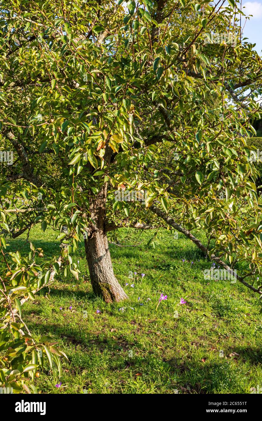 Colourul Autumn Views of Christopher Lloyds famous garden Great Dixter ...