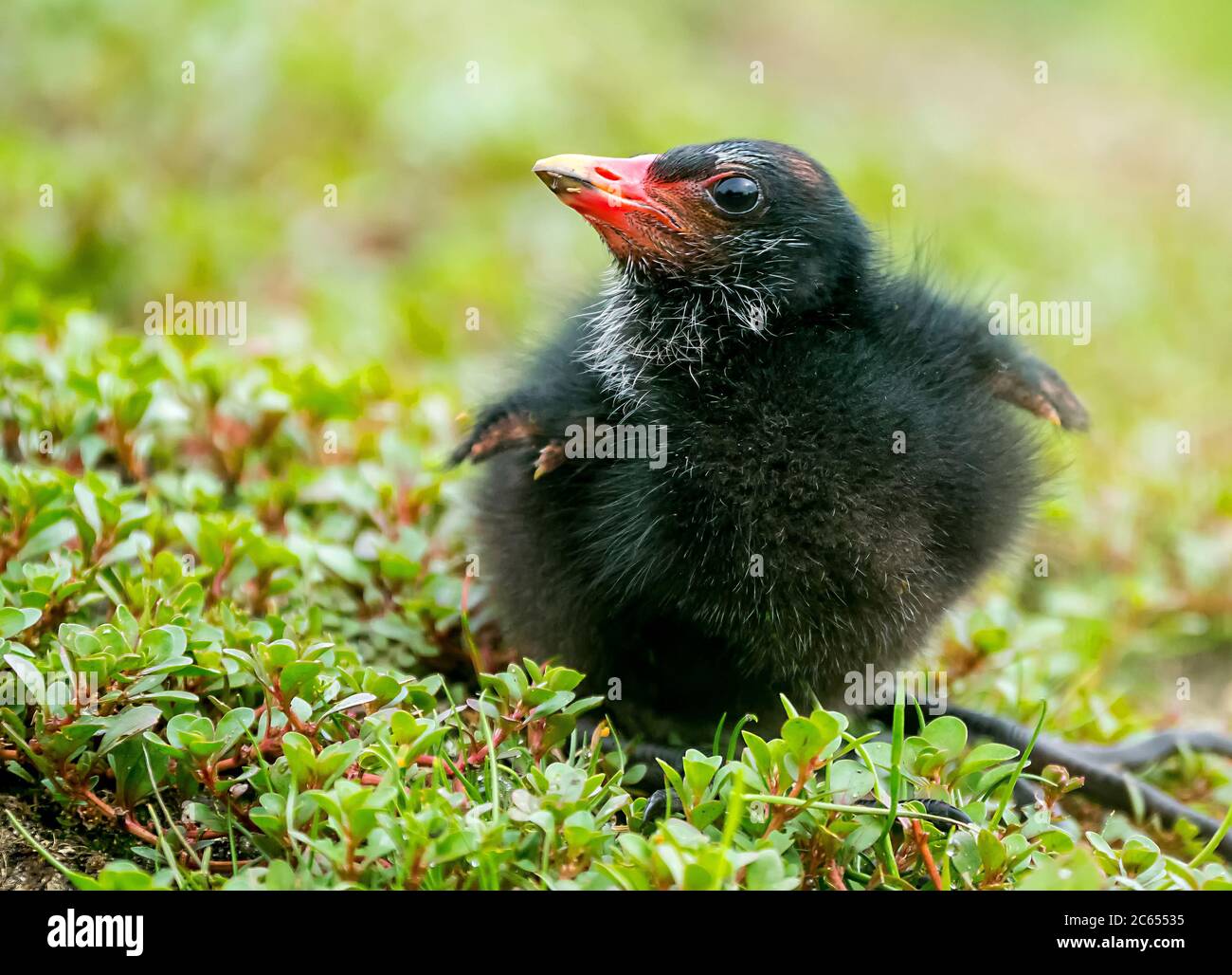 Chick of Common Moorhen (Gallinula chloropus) in wetland in the ...