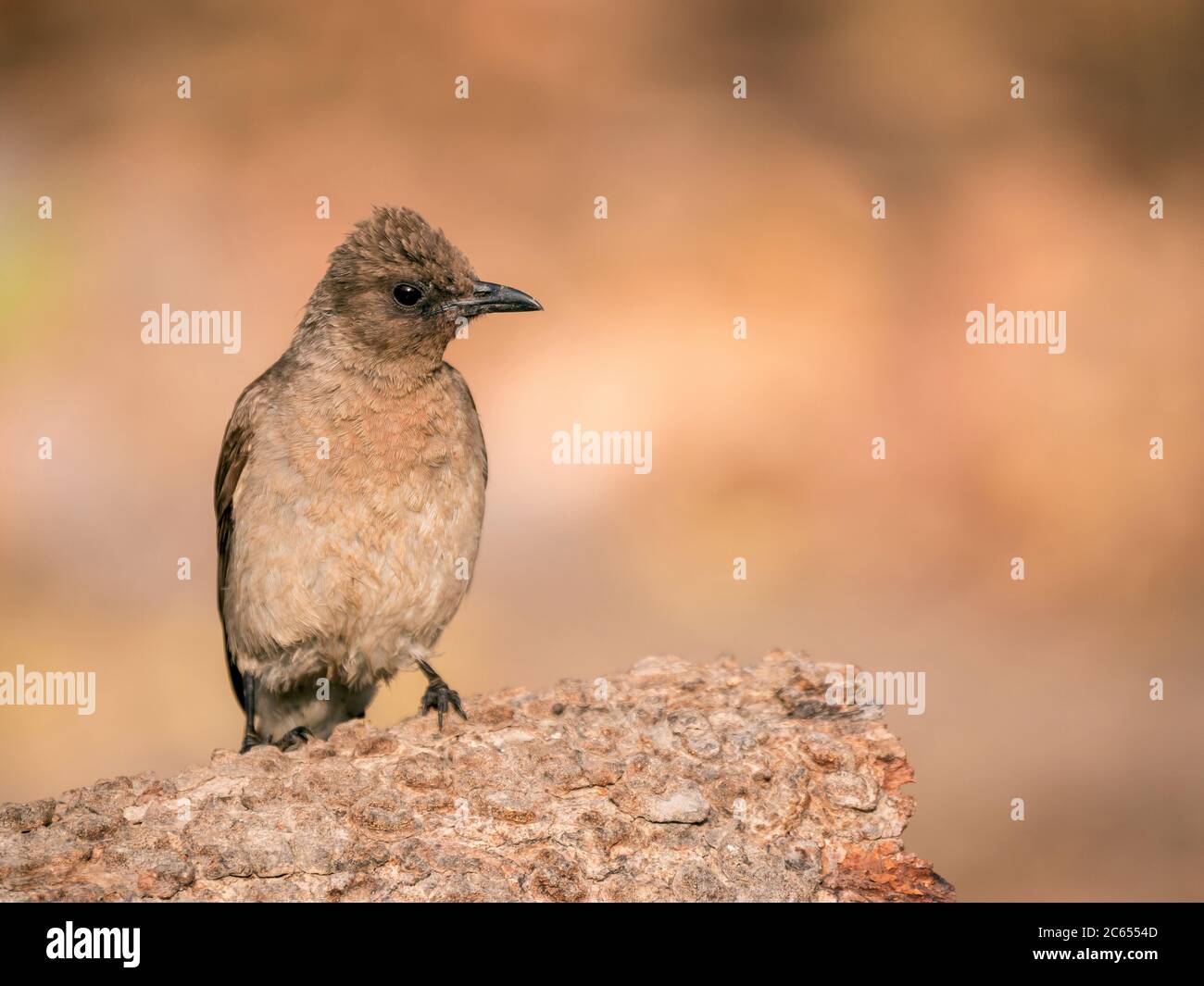 Adult Common Bulbul (Pycnonotus barbatus) sitting on rock Stock Photo ...