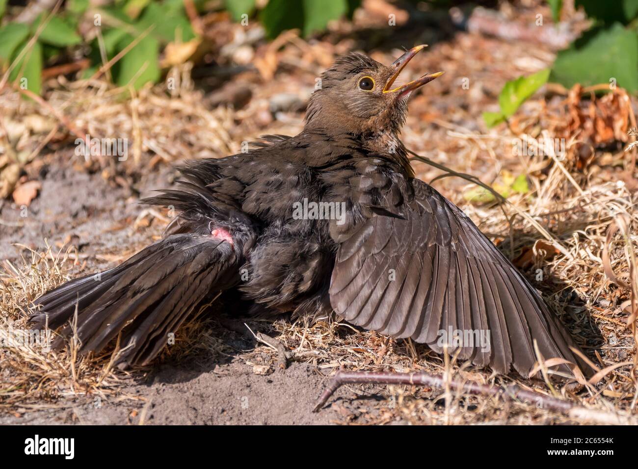 Sunbathing Eurasian Blackbird (Turdus merula) in the Netherlands Stock ...