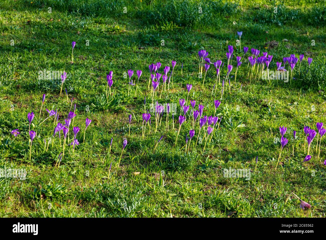 Colourul Autumn Views of Christopher Lloyds famous garden Great Dixter ...