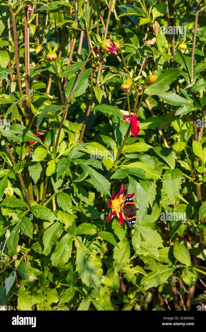 Colourul Autumn Views of Christopher Lloyds famous garden Great Dixter ...