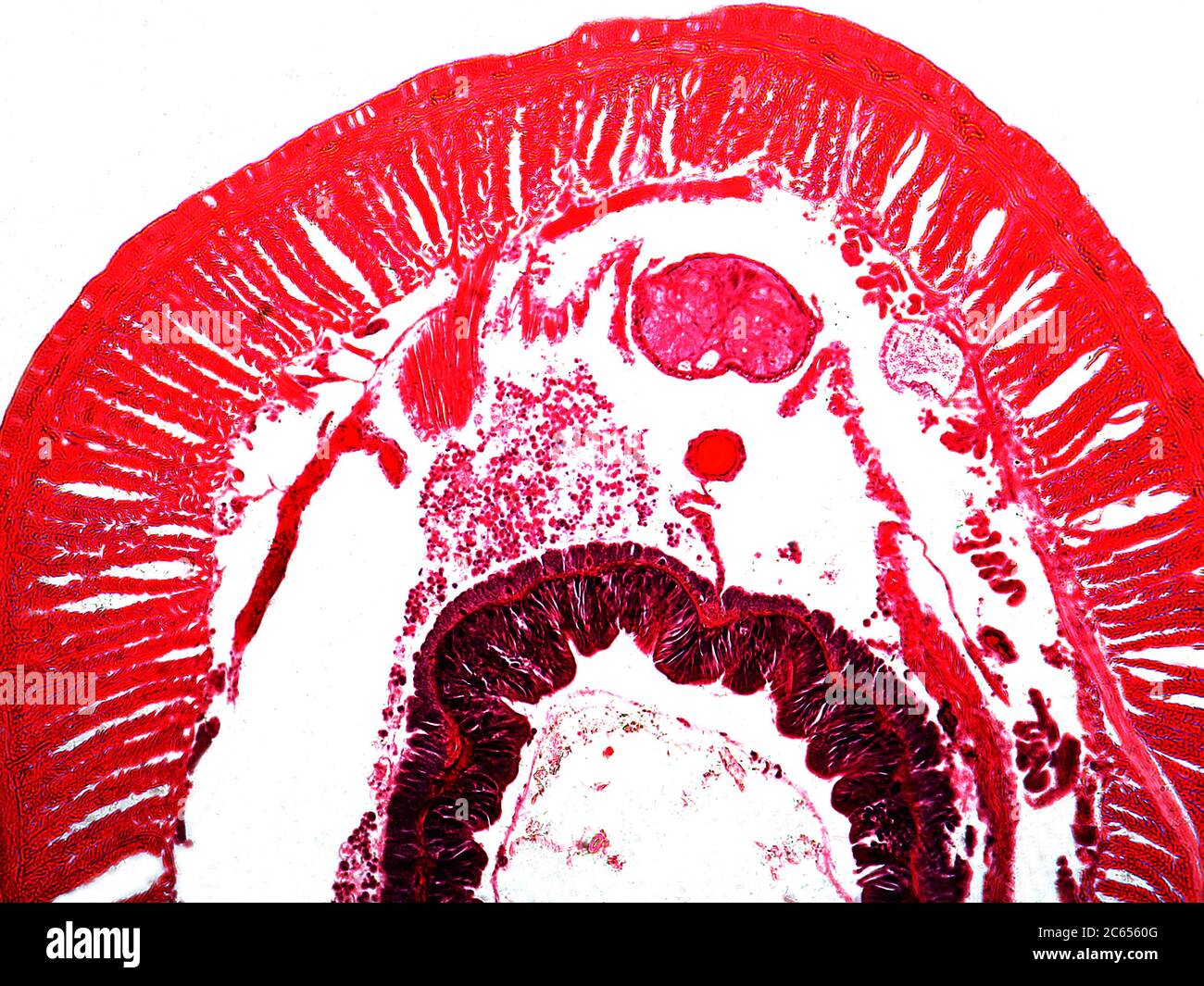 Cross section of earthworm. Lumbricus terrestris Stock Photo - Alamy