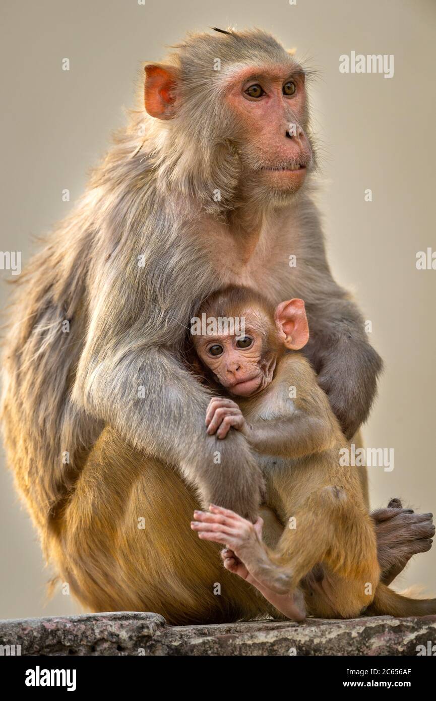 Mother loving her baby. Rhesus macaque or Macaca mulatta monkey mother ...