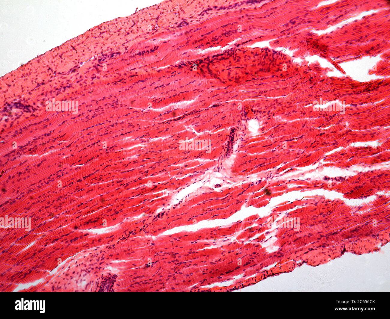 Microphotography of striated muscle tissue Stock Photo - Alamy