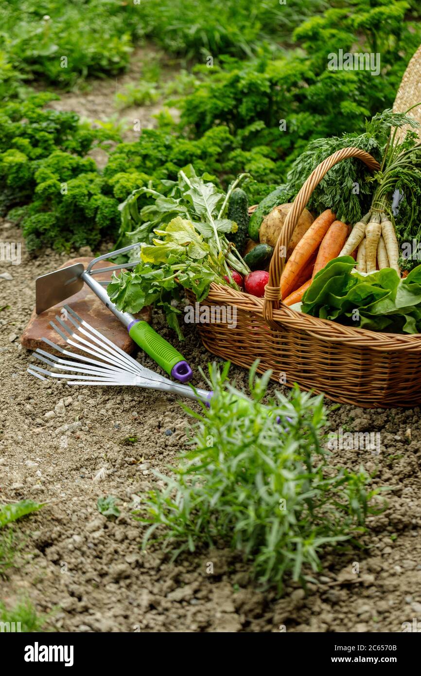 Corf hi-res stock photography and images - Alamy