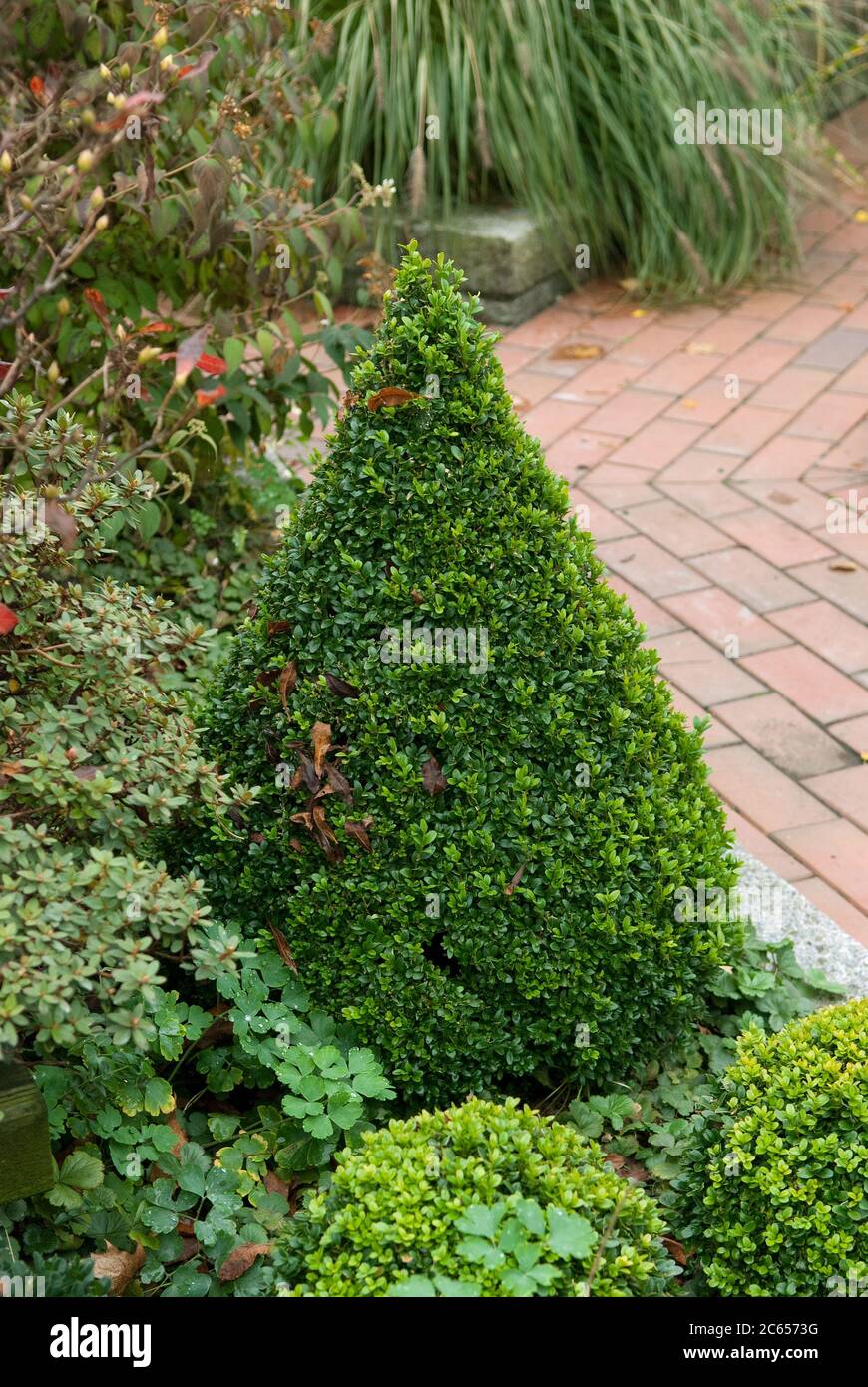 Buchsbaum formen hi-res stock photography and images - Alamy