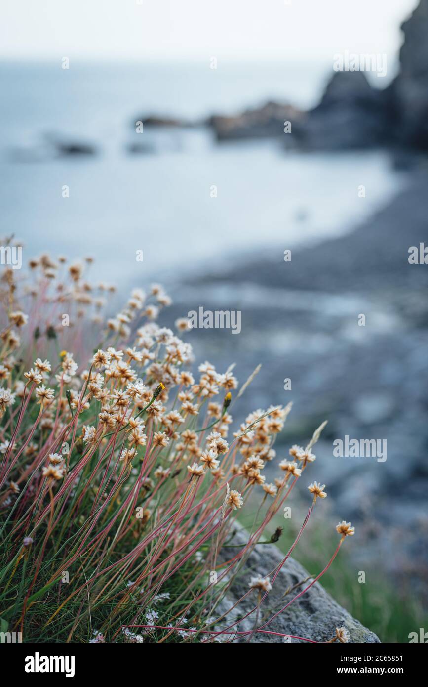 English wild seaside flowers on the North Devon shoreline Stock Photo ...