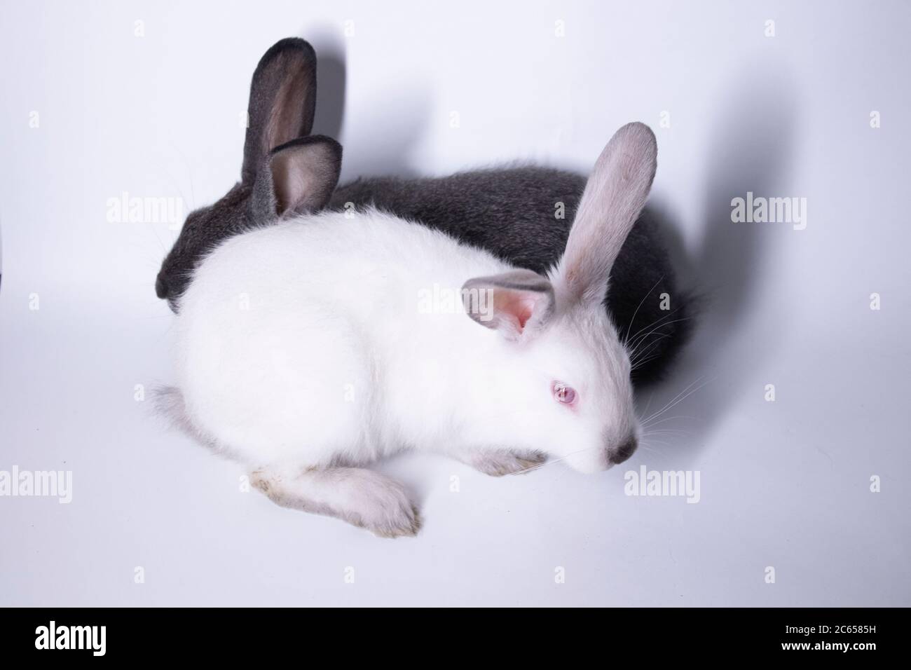 gray and white rabbits, bunnies on a white background. Isolated. Copy ...