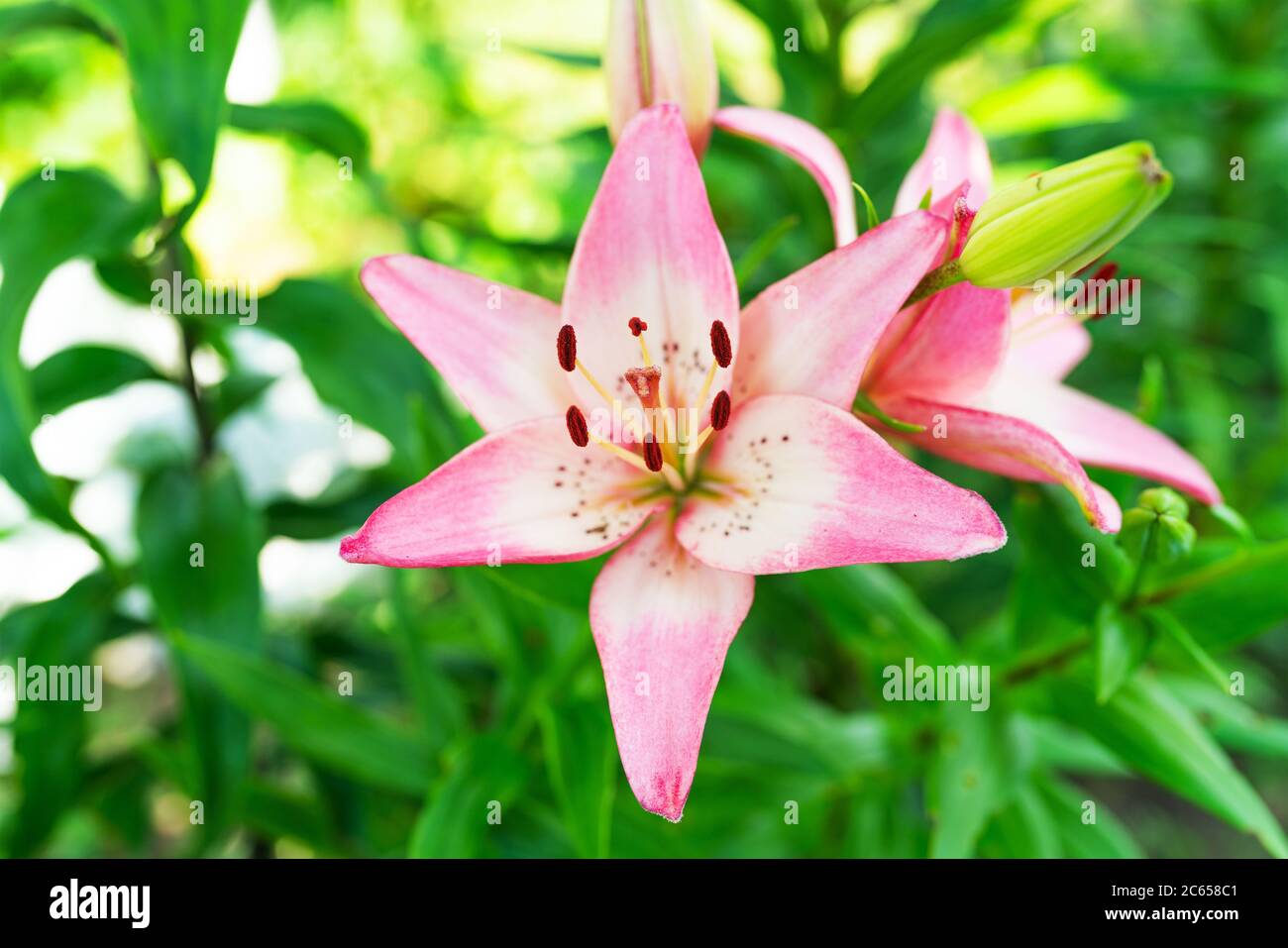 Lily flower hi-res stock photography and images - Alamy