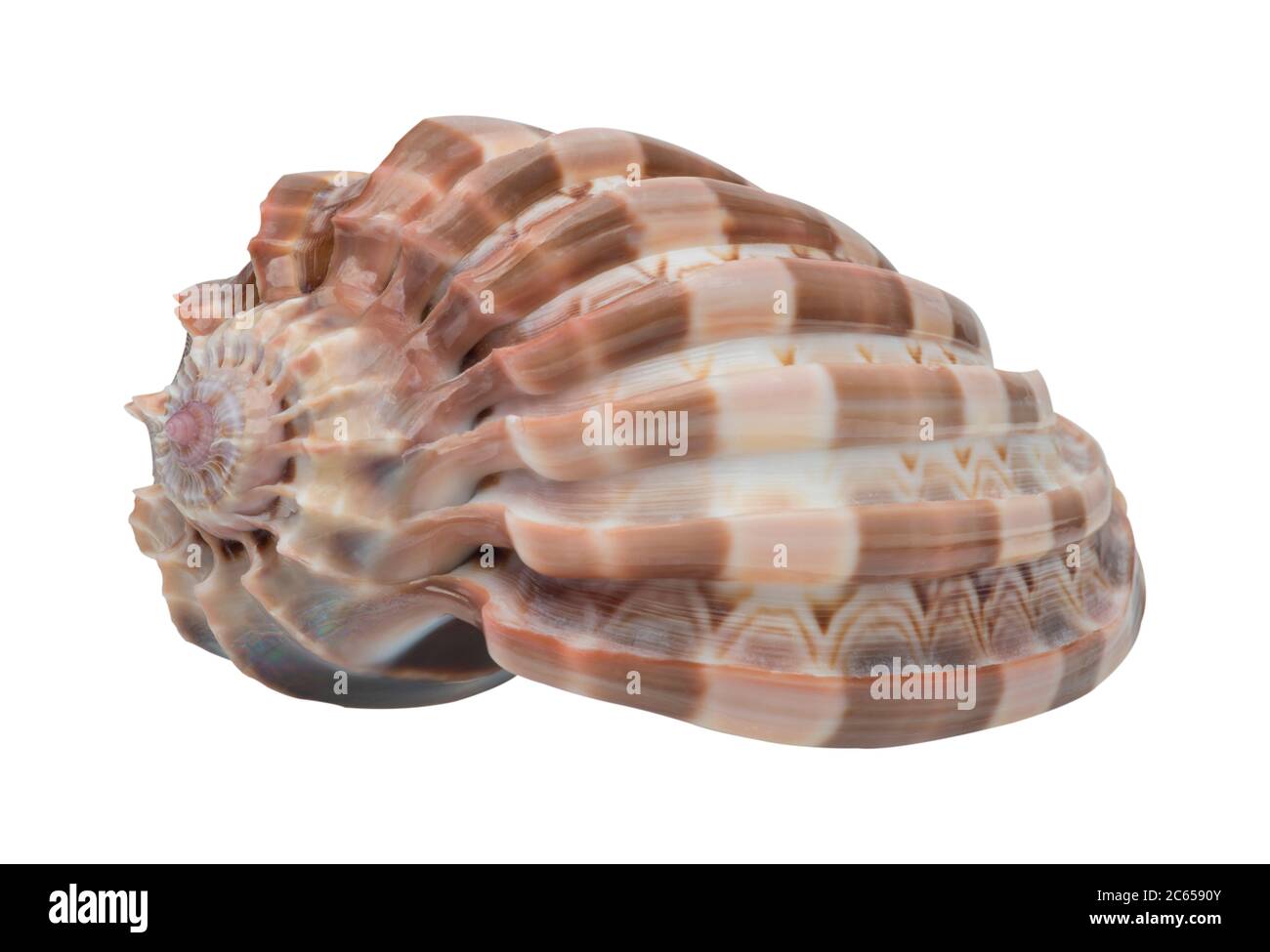 Ventral shell hi-res stock photography and images - Alamy