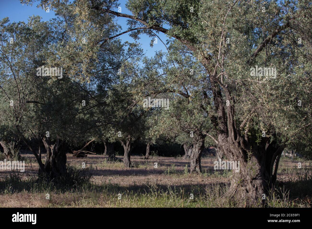 Turkey country farming hi-res stock photography and images - Alamy
