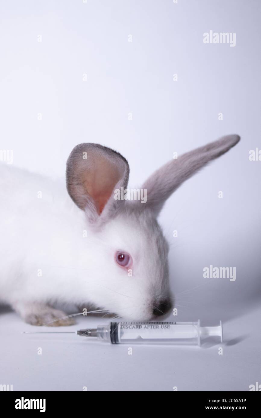 scared white and gray rabbits-bunnies near an injection-syringe. copy ...