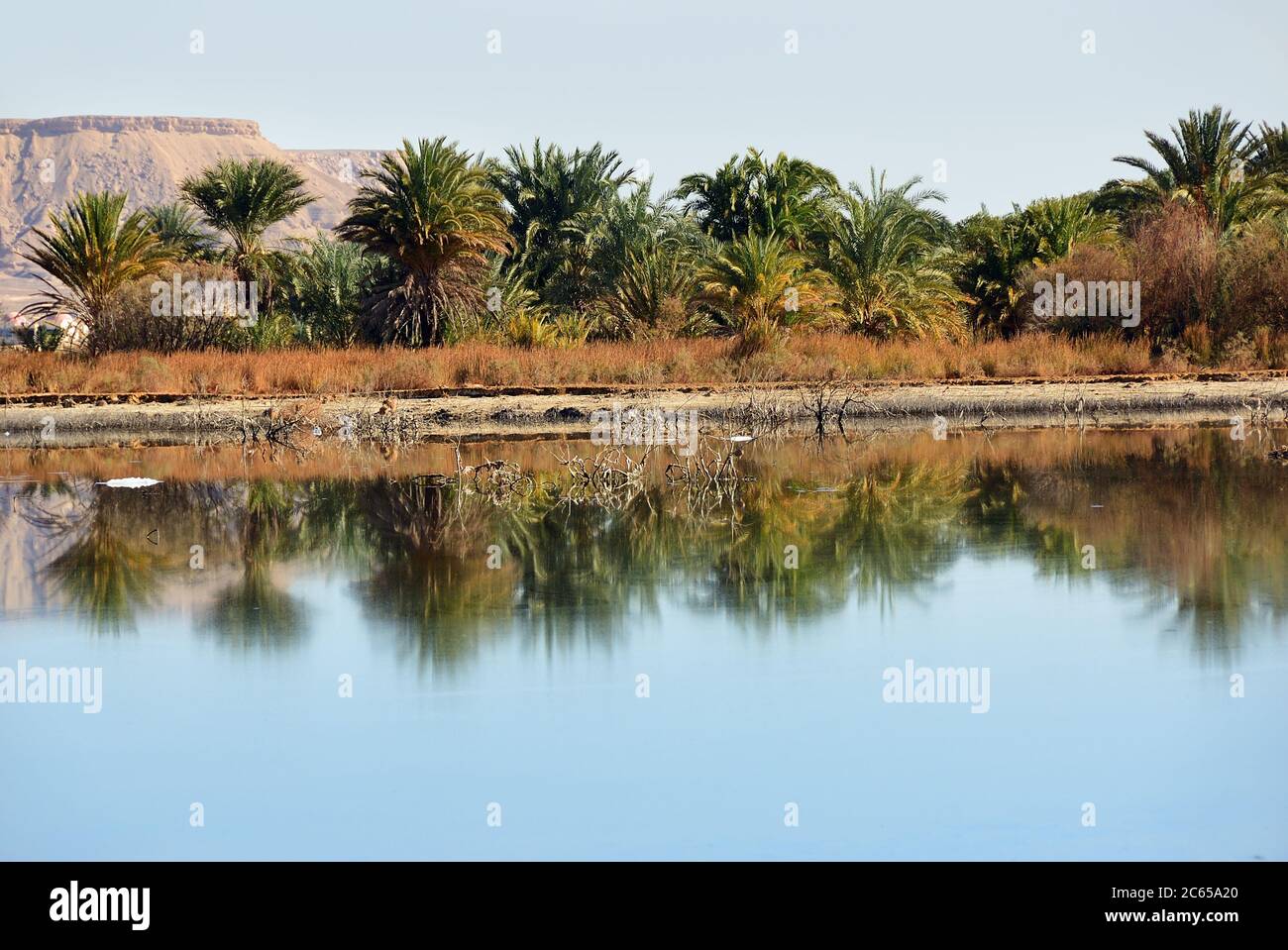 Al Farafra oasis in the Sahara, lake in the desert. Egypt Stock Photo ...