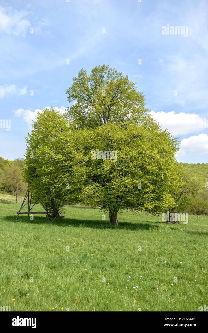 Hainbuche hi-res stock photography and images - Alamy