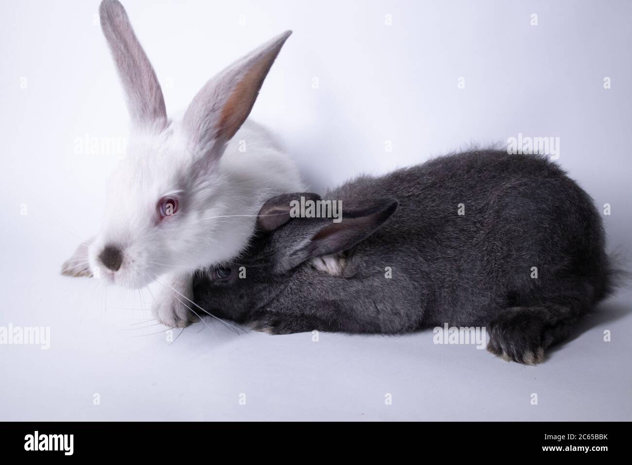 gray and white rabbits, bunnies on a white background. Isolated. Copy ...