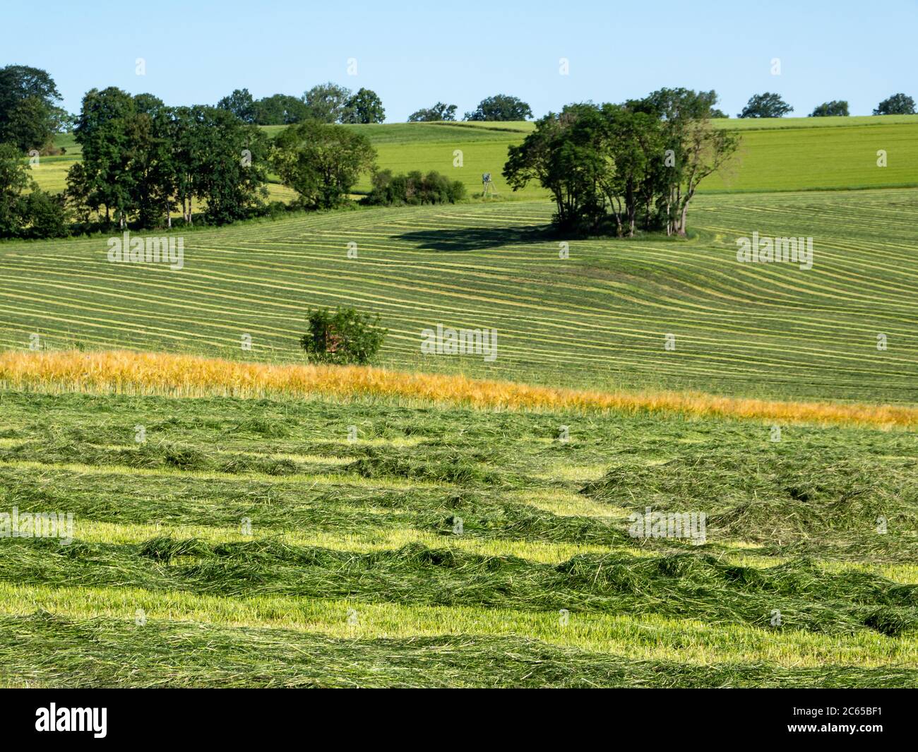 Mown forage hi-res stock photography and images - Alamy