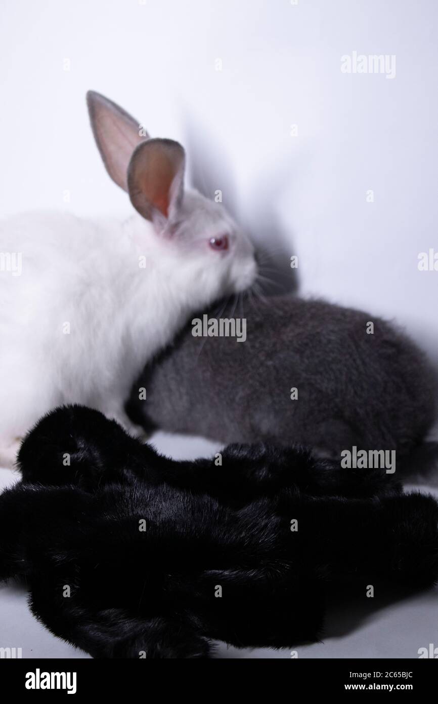 Save bunnies hi-res stock photography and images - Alamy