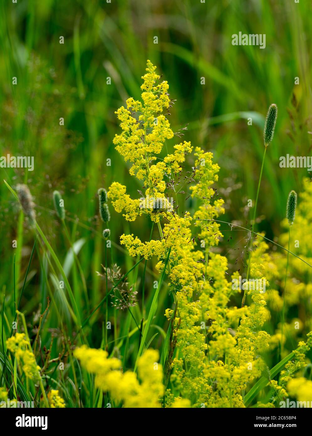 Lady`s Bedstraw (Galium verum) growing at the Lammas Field (St. Mary`s ...