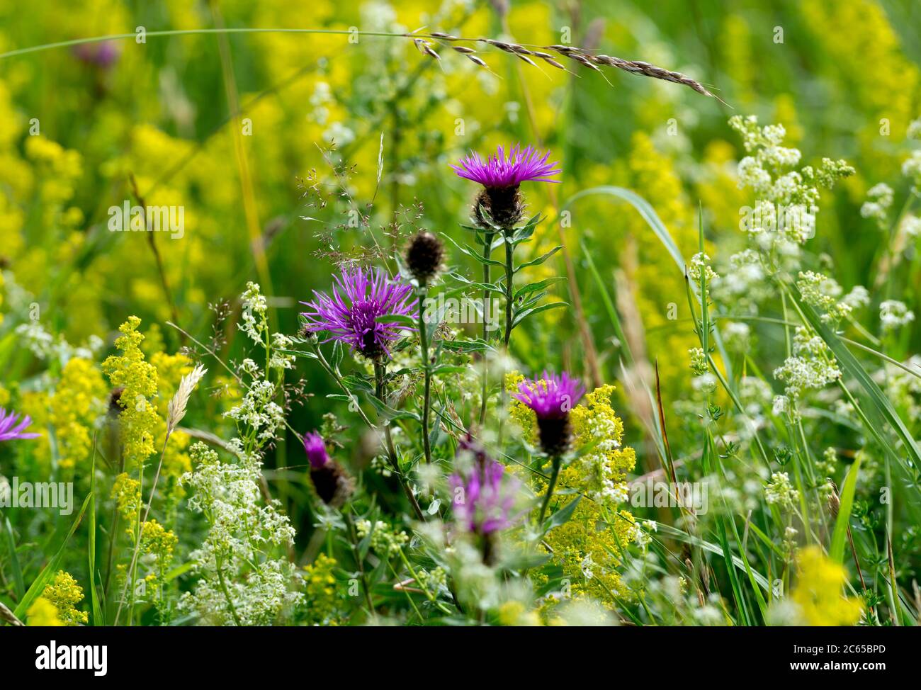 Wildflowers growing at the Lammas Field (St. Mary`s Lands), Warwick ...