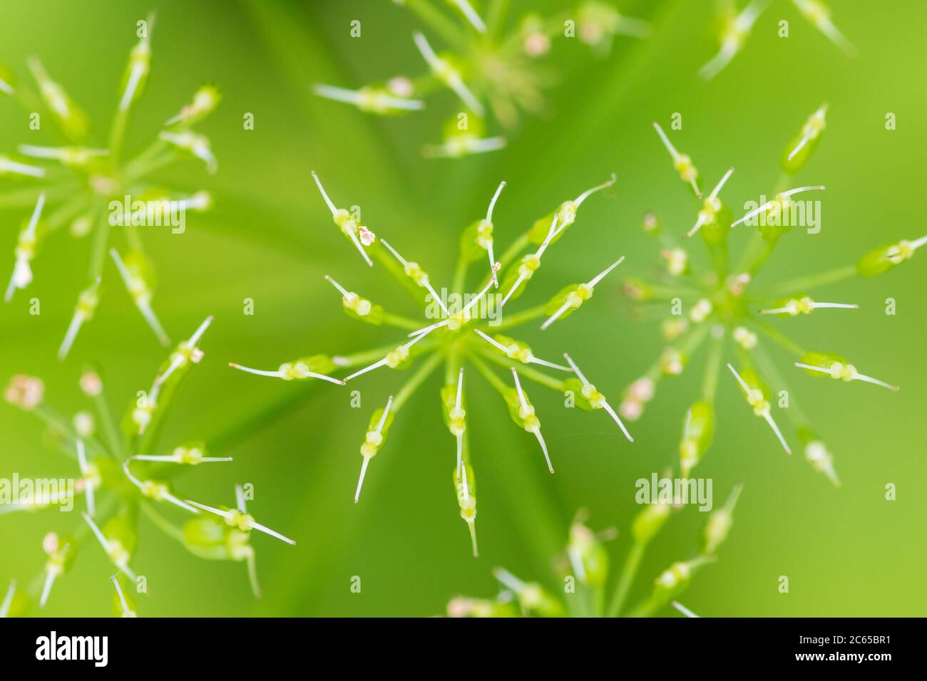 Elder seeds hi-res stock photography and images - Alamy