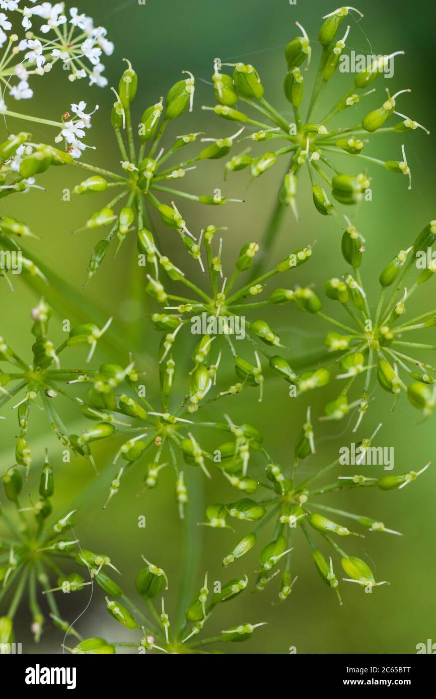 Elder seeds hi-res stock photography and images - Alamy