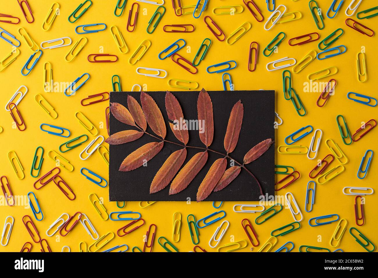 Colorful paper clip background and autumn bright leaf. Back to school ...