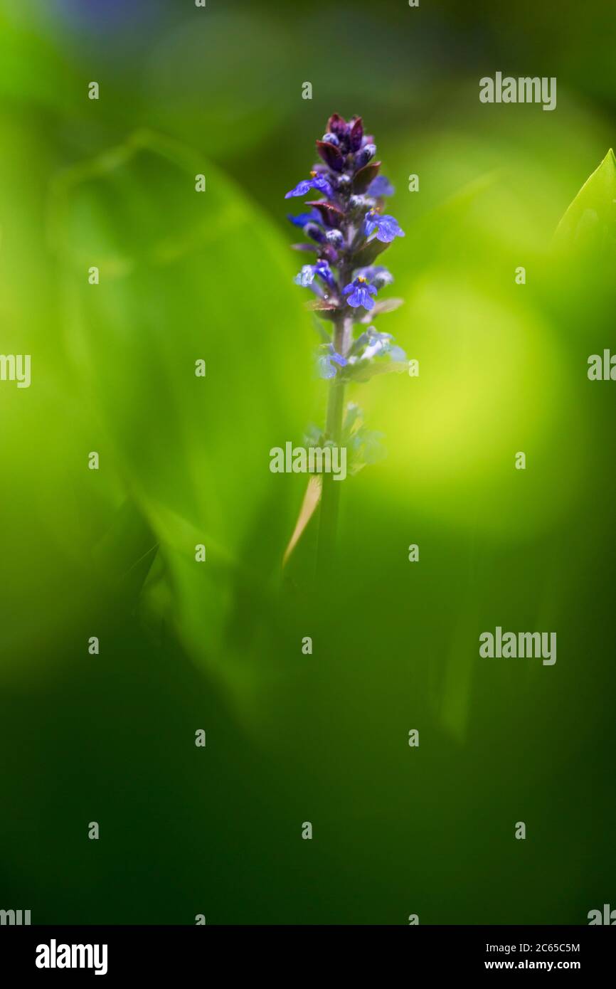 Bugle flower hi-res stock photography and images - Alamy