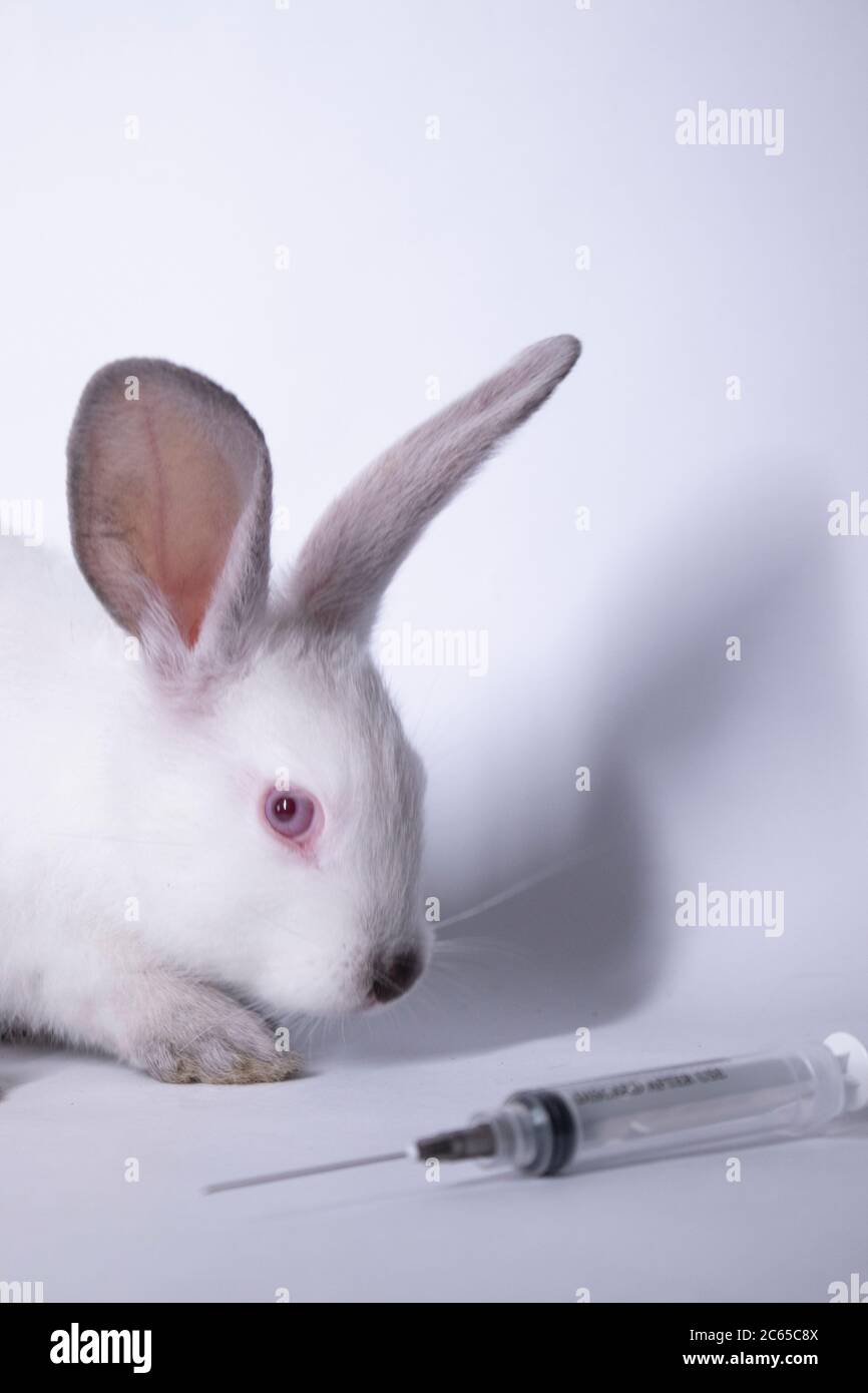 scared white and gray rabbits-bunnies near an injection-syringe. copy ...