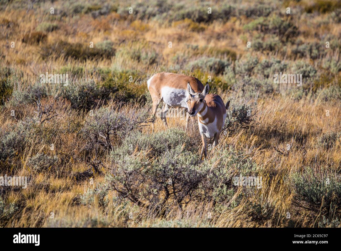 Wild antelopes standing in the meadow in Grand Teton National Park ...