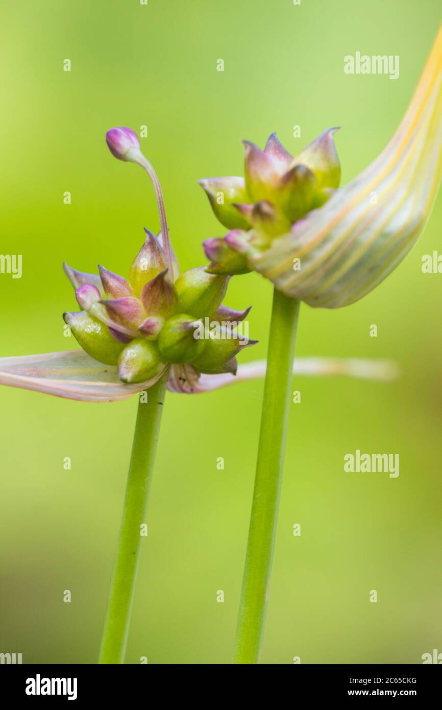 Keeled flowers hi-res stock photography and images - Alamy