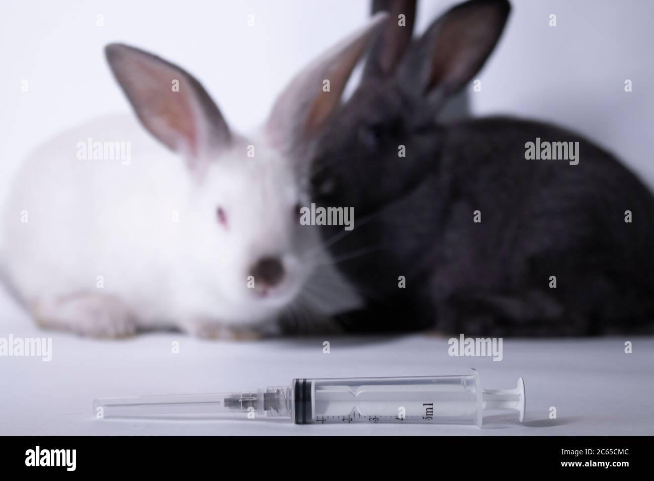 scared white and gray rabbits-bunnies near an injection-syringe. copy ...