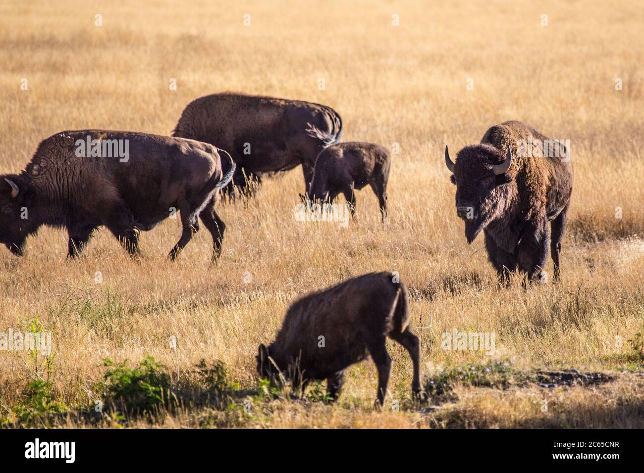 North american bison herd in water hi-res stock photography and images ...